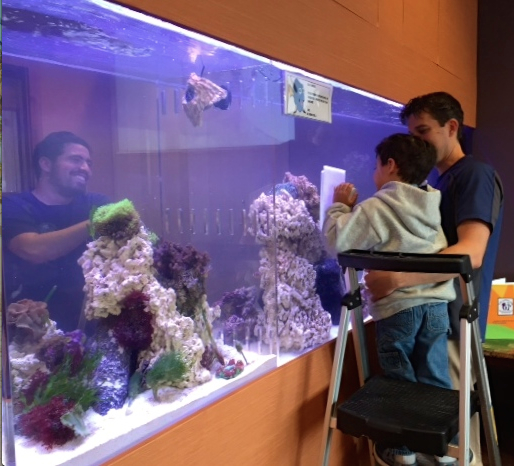 Aquarium Maintenance ~ Creation of the Sea
