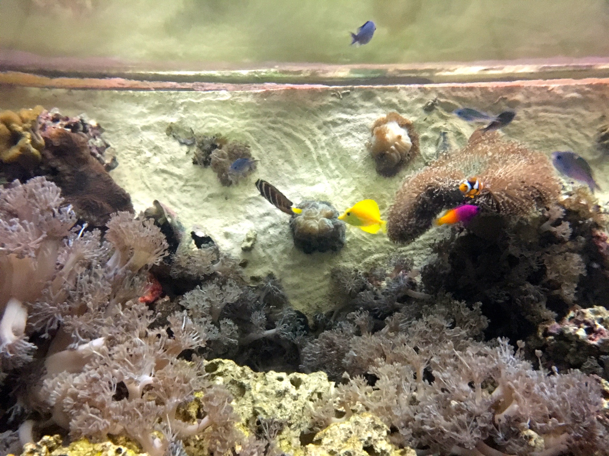 6-foot High View of Aquarium Coral Reef ~ Creation of the Sea