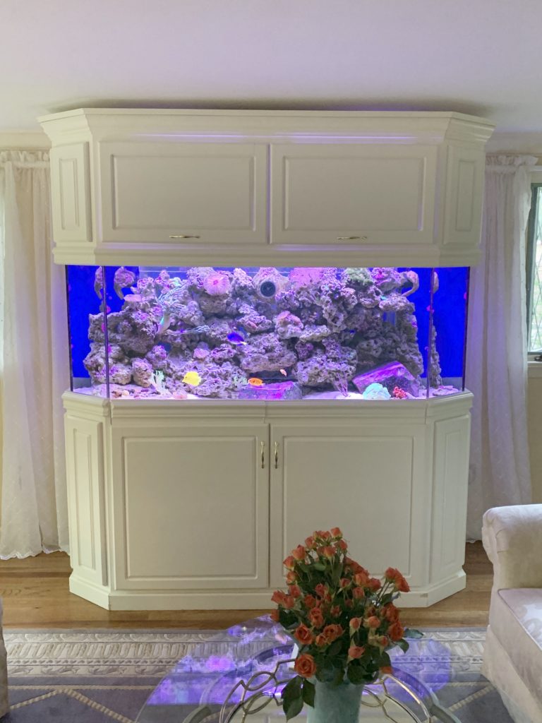 Custom Saltwater Living Reef Aquarium Display ~ Creation of the Sea