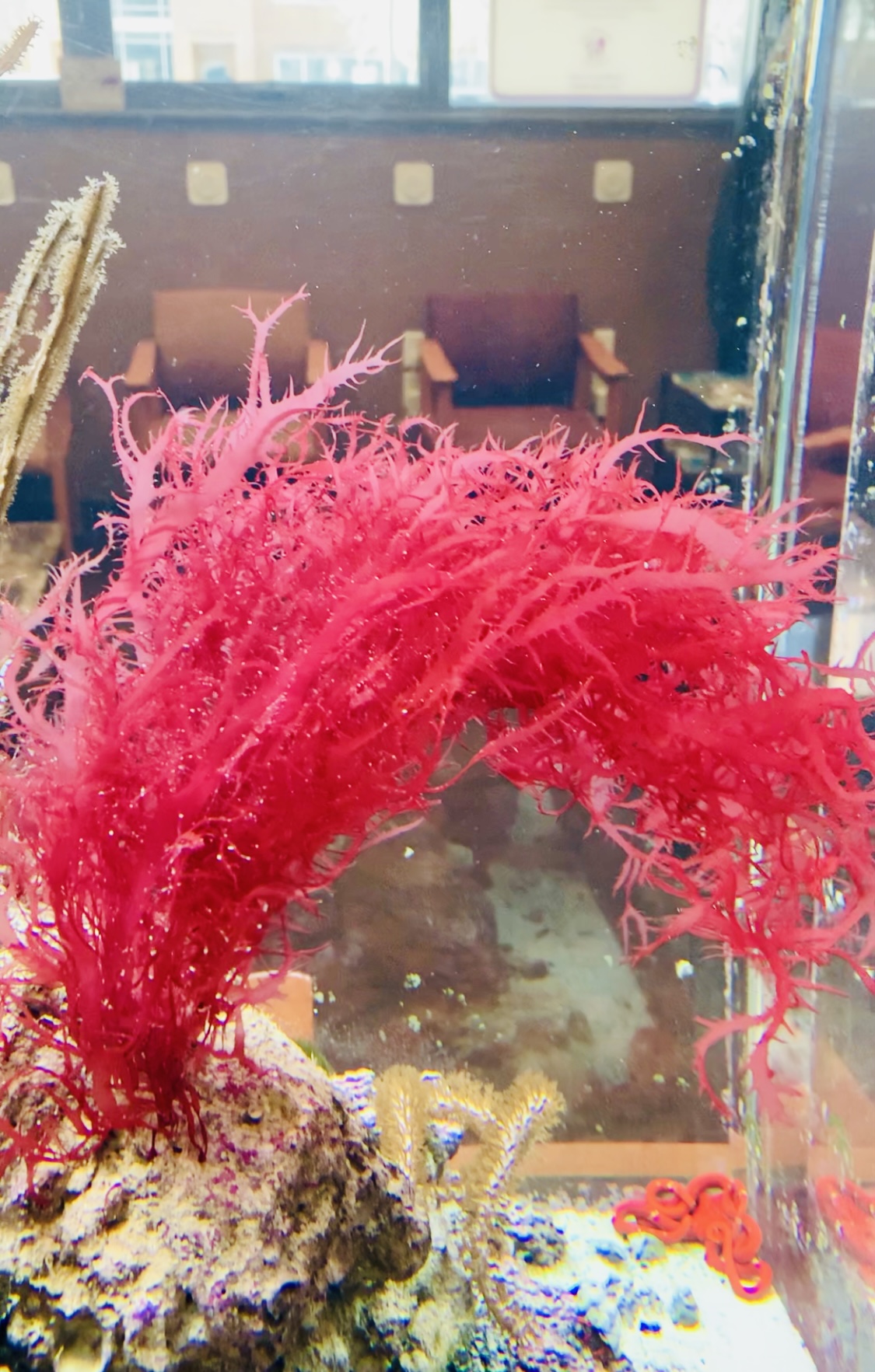 Dragon's Tongue ~ Creation of the Sea
